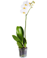 Floral and gift delivery in Namibia! Flowers to any place in Namibia!